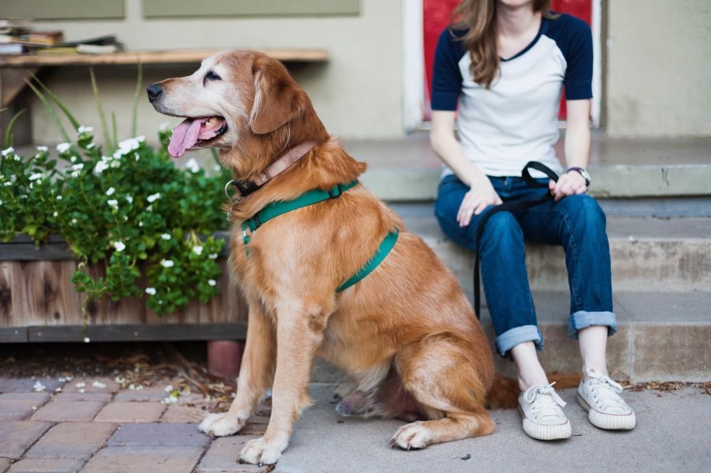 Safe Haven Humane Society – A Shelter for Adoptable Cats & Dogs