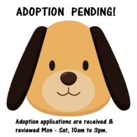 Available Dogs – Safe Haven Humane Society